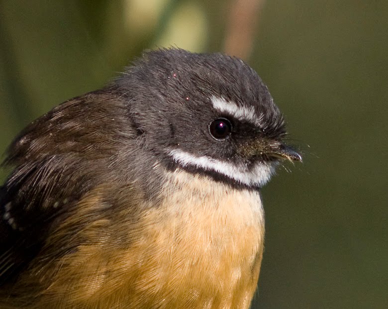 Artist by Nature: Art and Photography by Mandy Hague, Whakatane. : June ...