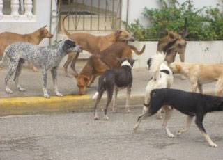 DE SAN JUAN PARA EL MUNDO: Perros realengos deambulan por las calles ...