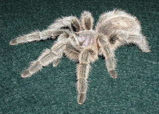 Elmo's World: Tarantula FAQs(Frequently Asked Questions)