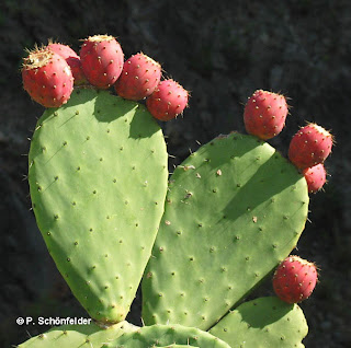 Palma (Opuntia ficus-indica)
