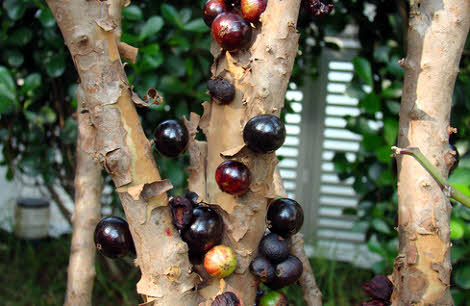 The Presurfer: The Jabuticaba - The Tree That Fruits On Its Trunk