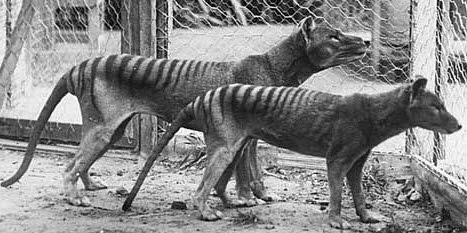 The Presurfer: The Tasmanian Tiger