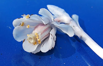 The Presurfer: Amazing Mycotrophs