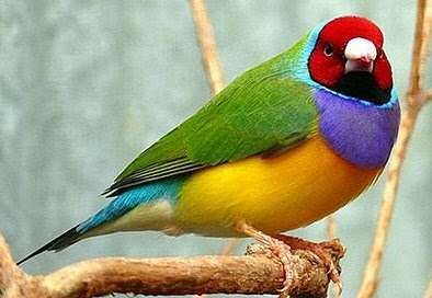 Skittles Bird | Surreal Reality