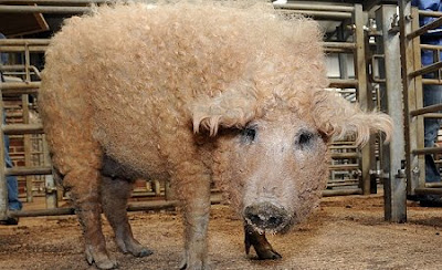 The Presurfer: June 2009