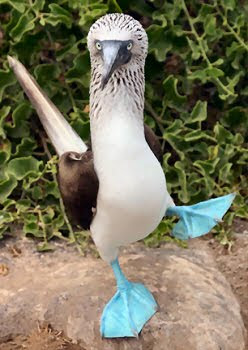 The Presurfer: The Happy Feet Of The Blue Footed Booby Bird