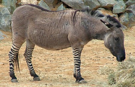 The Presurfer: 10 Unusual Animal Hybrids