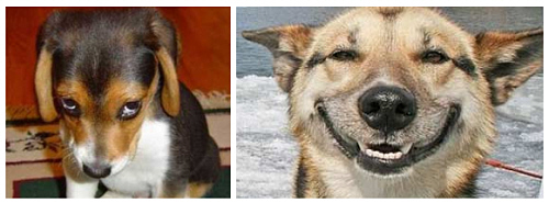 The Presurfer: Dogs Are Either Optimists Or Pessimists