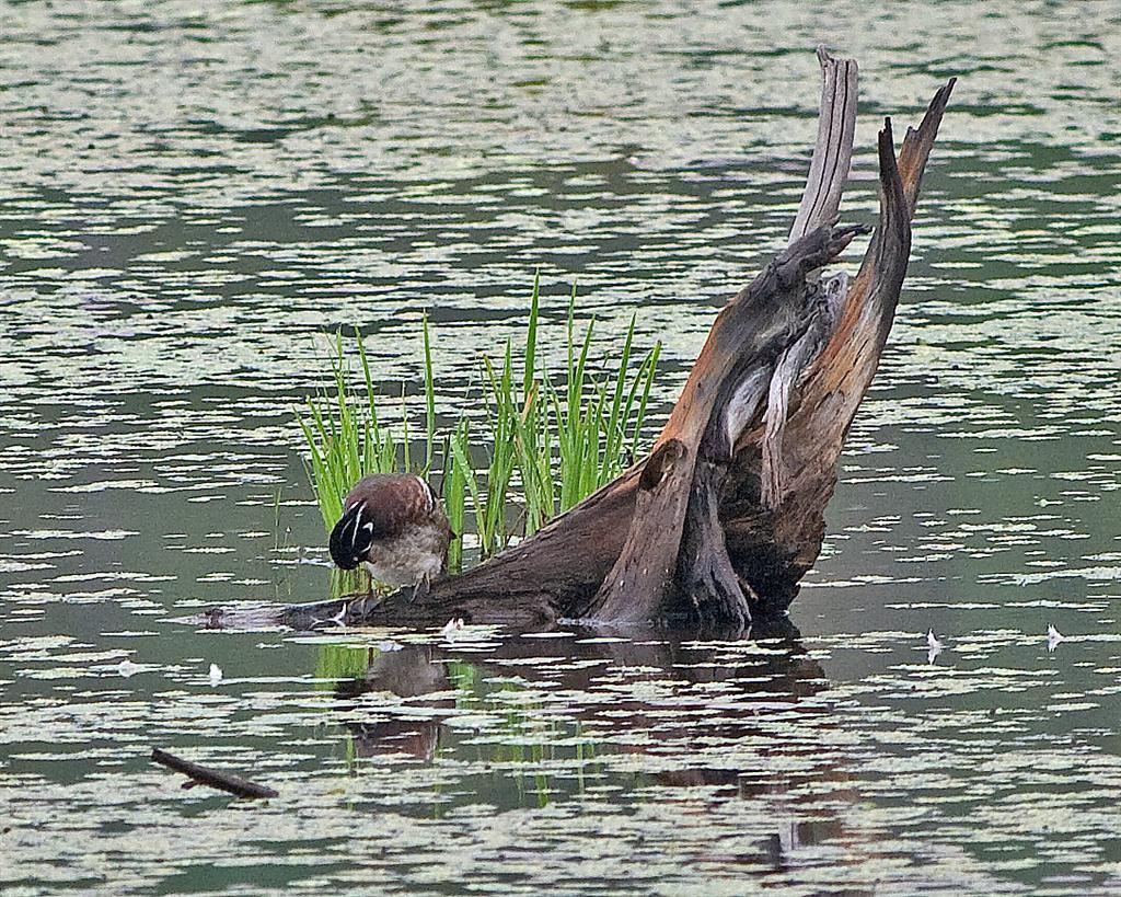 Wild in Pictures: Wood Duck, Snapping Turtle egg laying, and more
