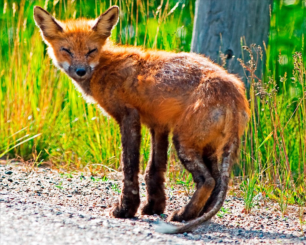 Wild in Pictures: Poor, poor fox and assorted other things