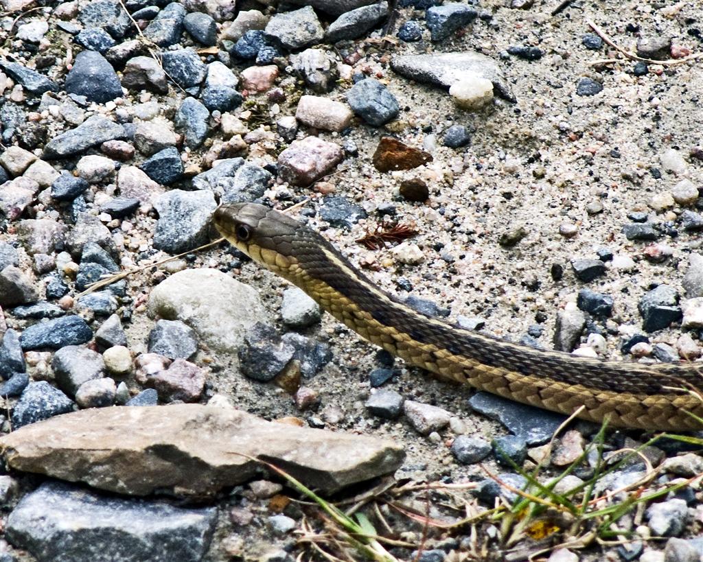 Wild in Pictures: Snake,Otter,Beaver,fungi & Autumn