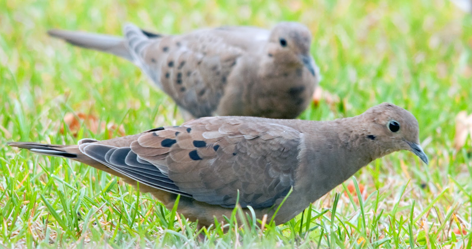 Me Boomer And The Vermilon River Mourning Doves Of The Vermilon me-boomer-and-the-vermilon-river-mourning-doves-of-the-vermilon
