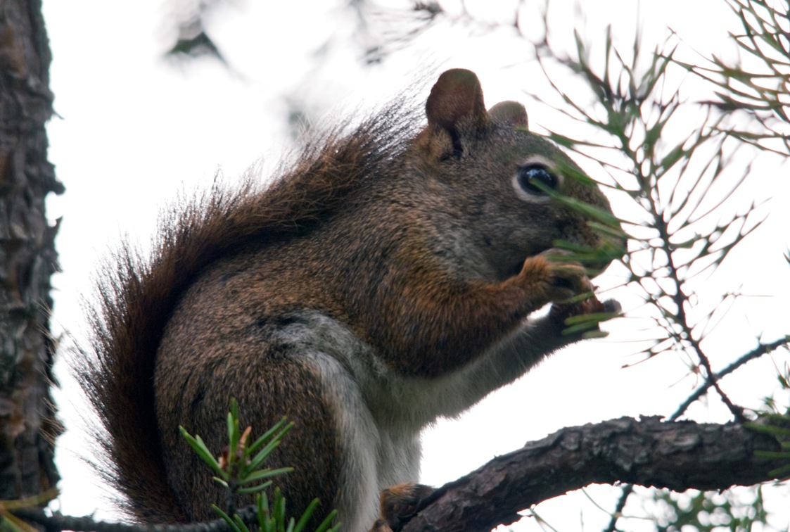 Me, Boomer and The Vermilon River: Red Squirrel of the Vermilon River ...