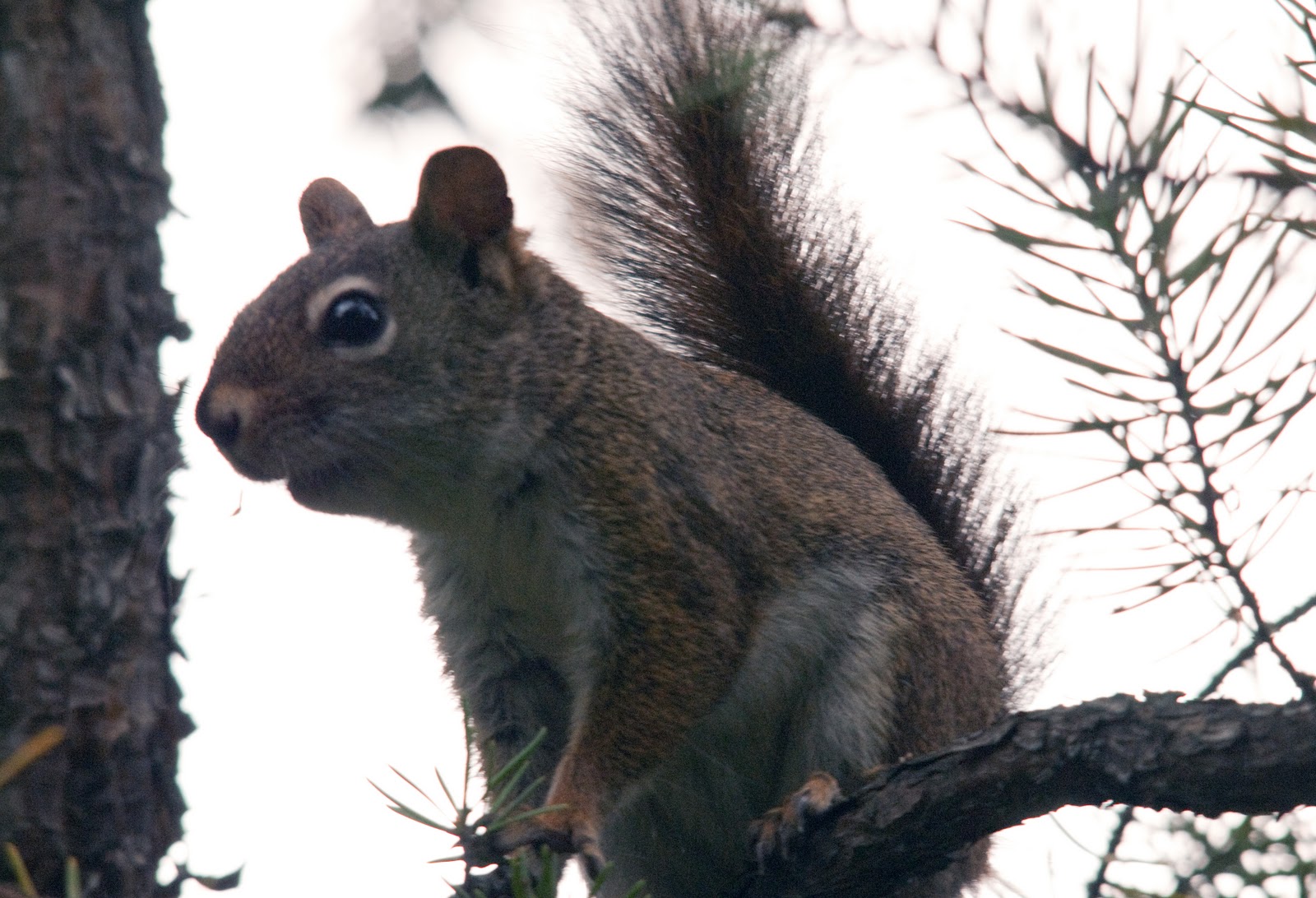 Me, Boomer and The Vermilon River: Chipmunks and Red Squirrels of the ...