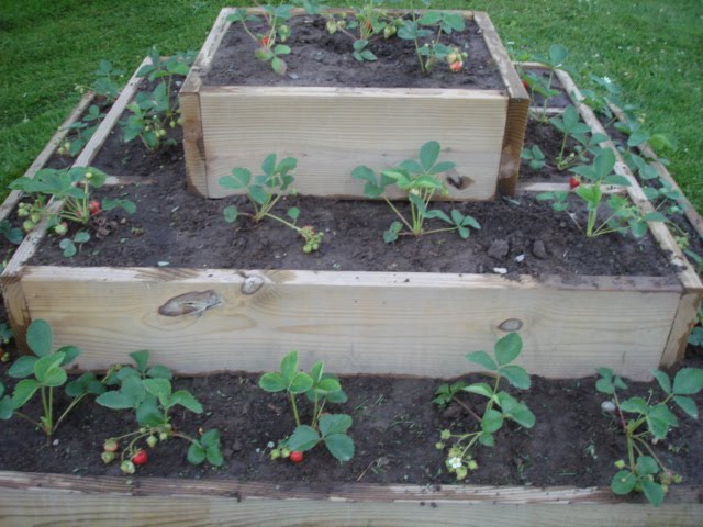 Van Wie Variety: Raised Strawberry Bed