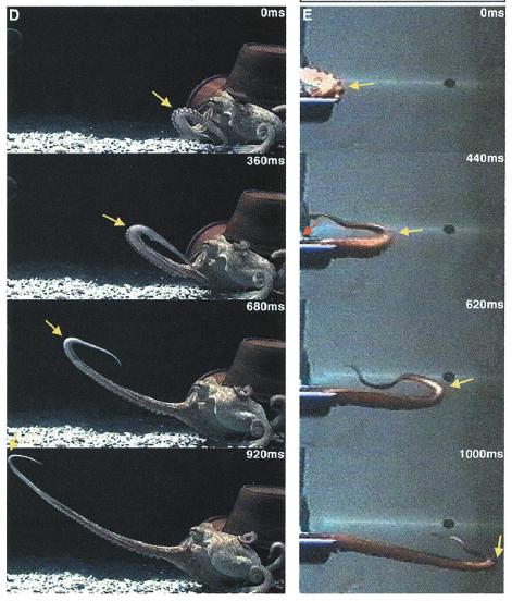 Cephalove: Neuromuscular Dynamics of Octopus Arm Movements