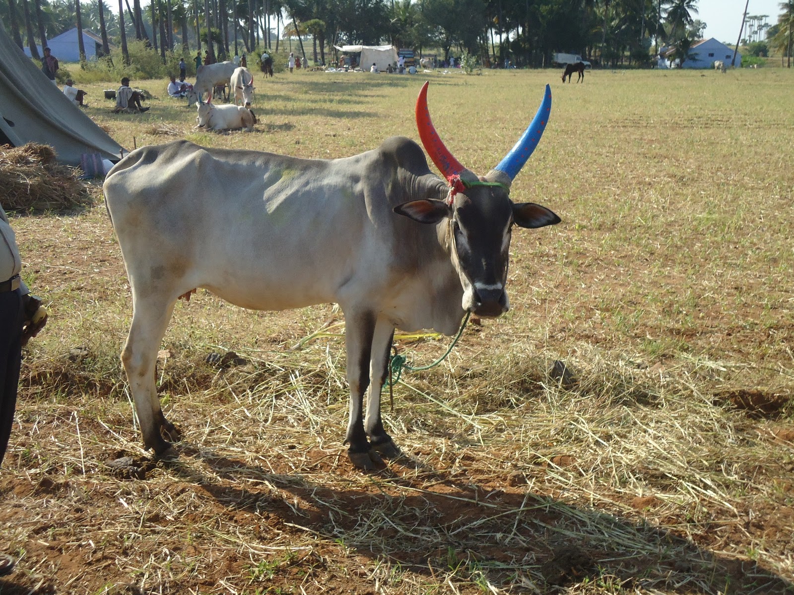  Tamilnadu Regional Cattle Tamilnadu Cattle Breeds