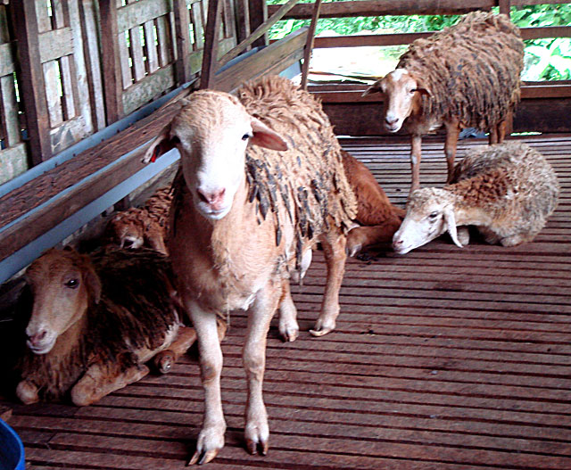 Kambing dan Bebiri HIDUP untuk jualan: Bebiri, Katjang Cross dan Boer Cross