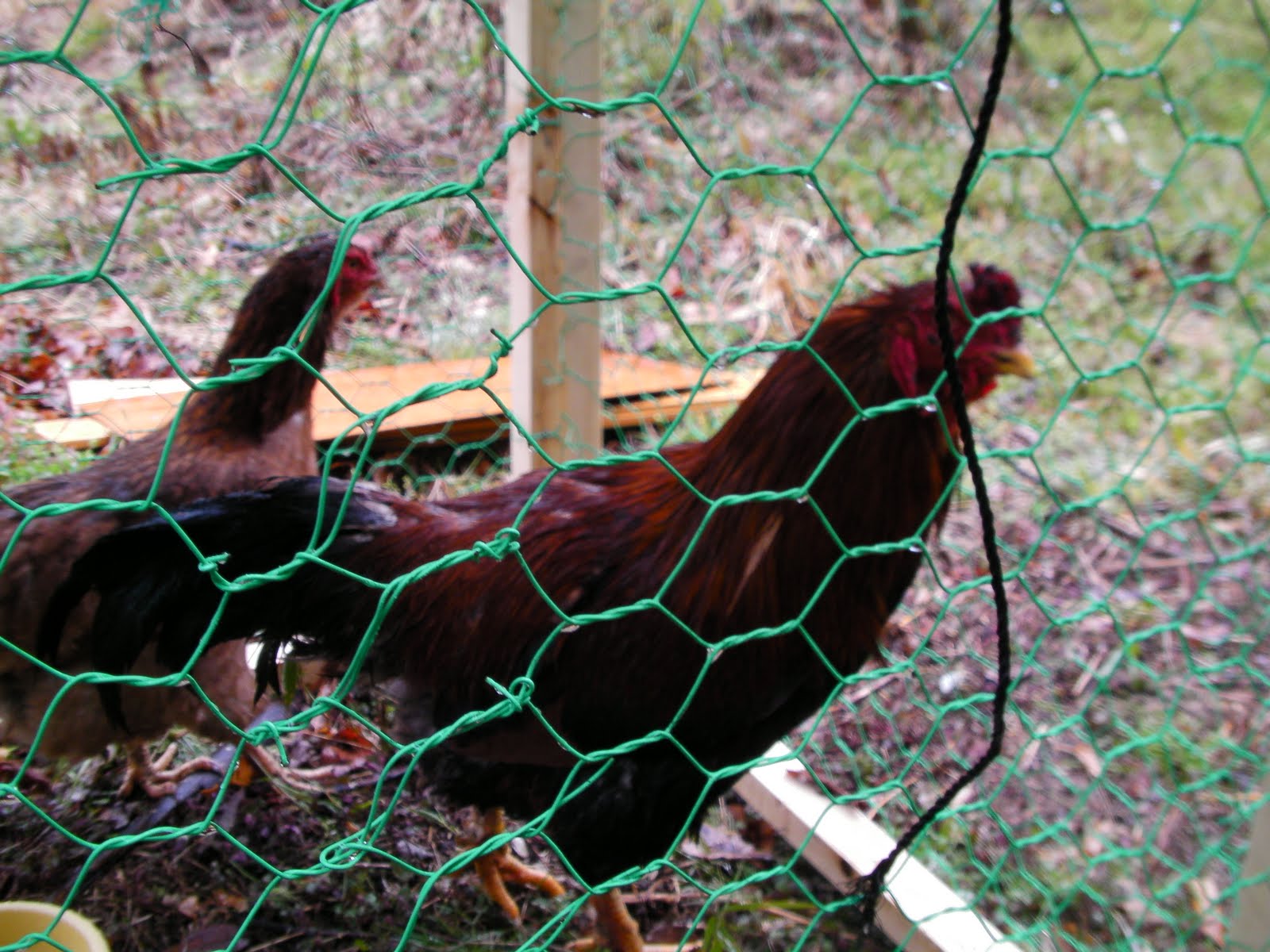 My Corner of Japan: Japanese Hinai Chickens