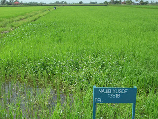 PADI SBS: Kawalan Rumpai