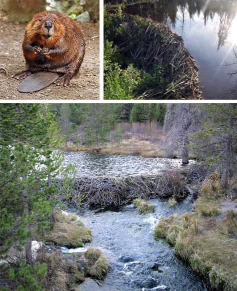 World's Most Amazing Animal Nests | Renggo's Blog