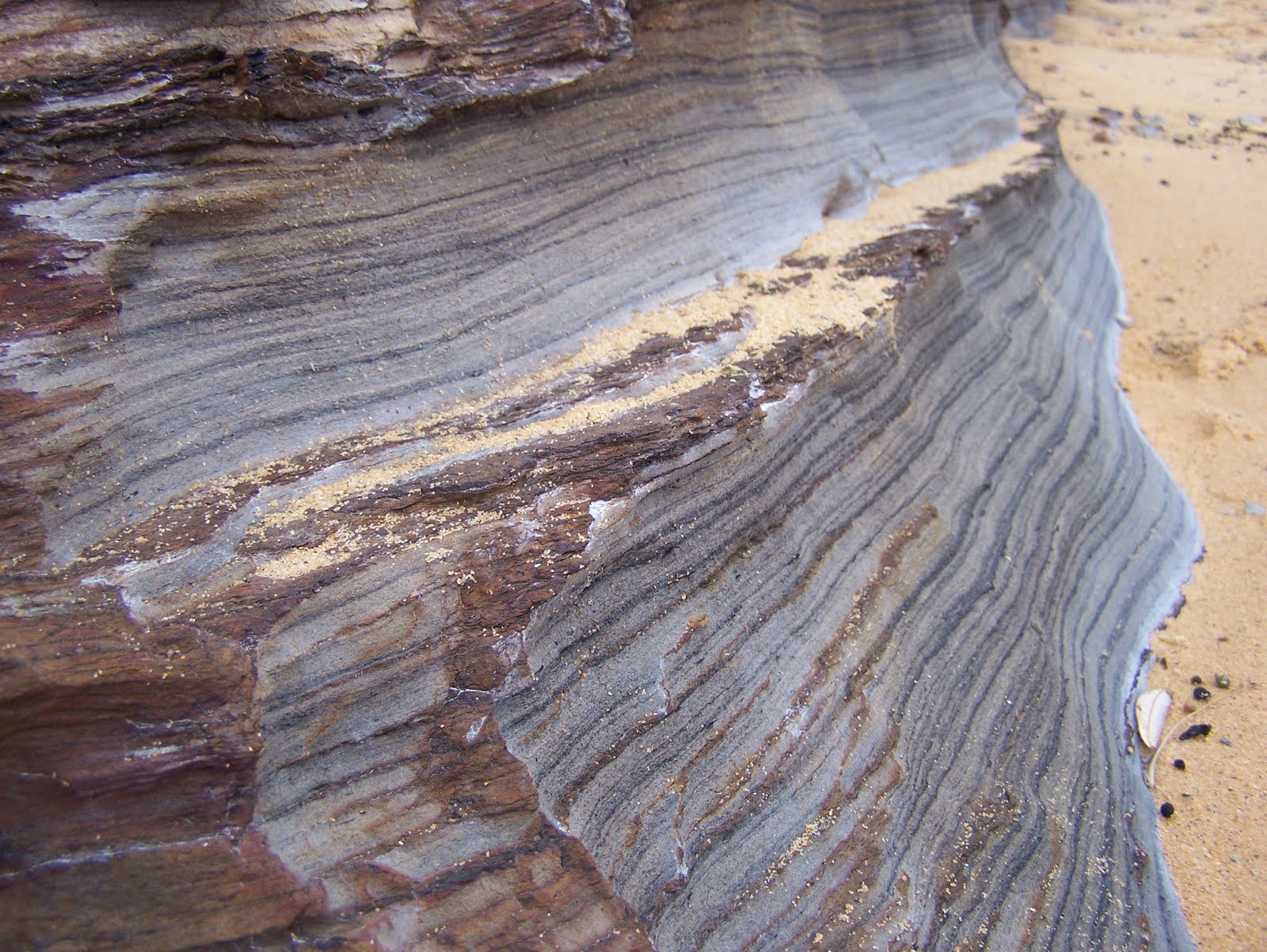 Little Australia: A Fossil, A Fish, and a Sign