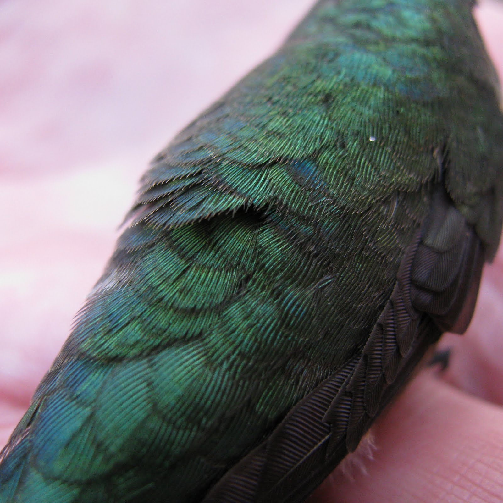 Far Side of Fifty Photos: Macro Monday: Hummingbird