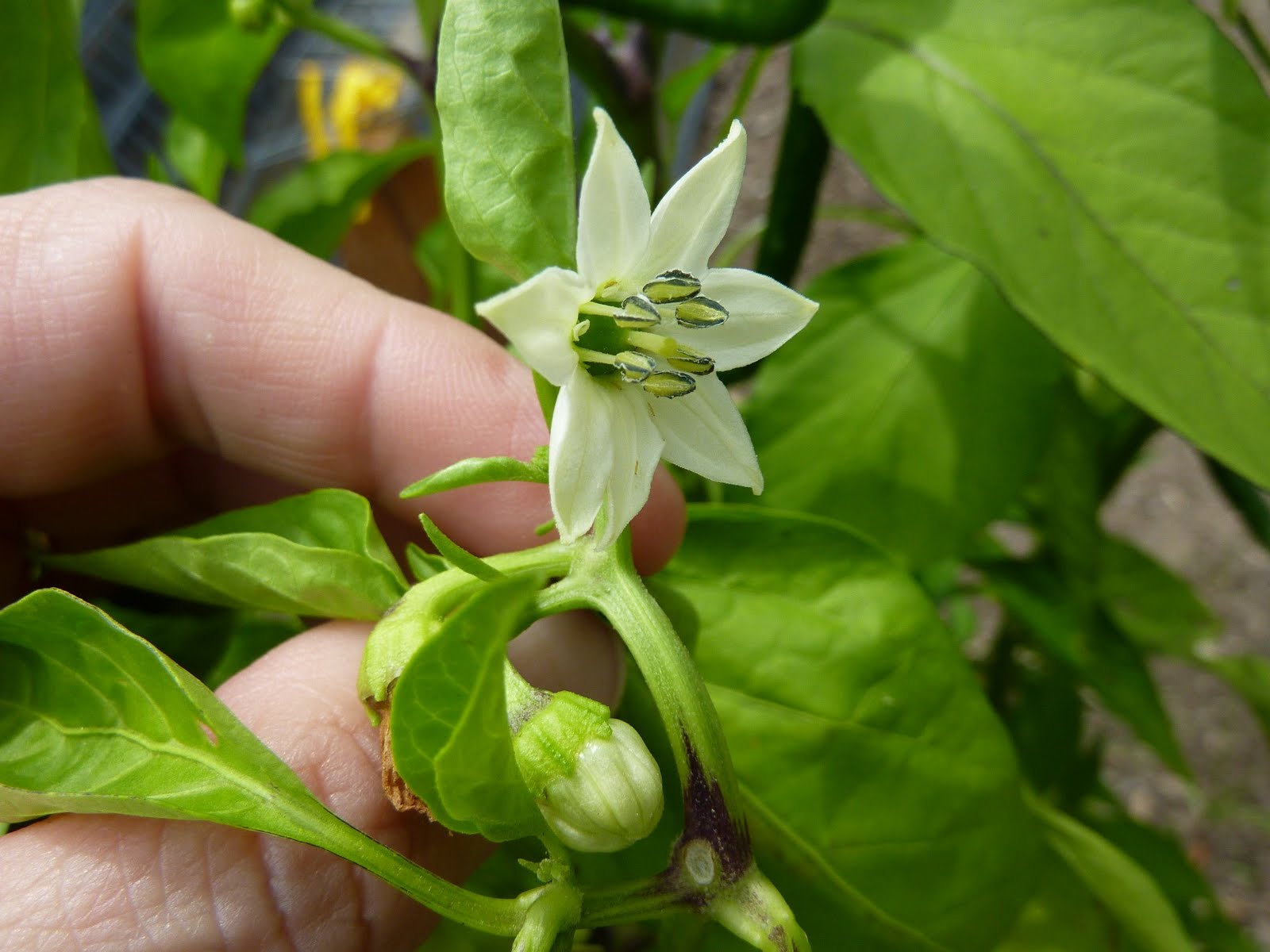Grow It Eat It A Flower Quiz Grow It Eat It A Flower Quiz