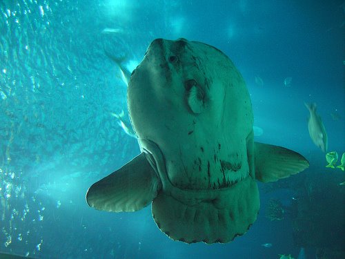 No Mar Profundo: Peixes Lua 02