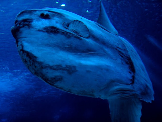 No Mar Profundo: Peixes Lua 01