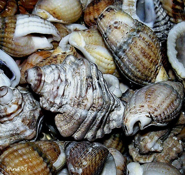 No Mar Profundo: Conchas do Mar 01