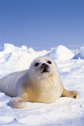 No Mar Profundo: Focas - 01