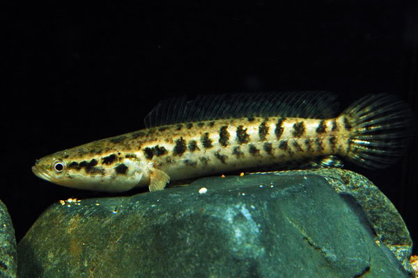 No Mar Profundo: Peixes Golden Cobra Snakehead