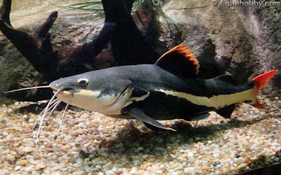 No Mar Profundo: Pirarara 01