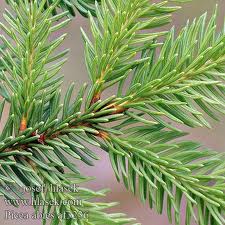 Guía de hierbas y plantas y sus usos medicinales: Picea Excelsa