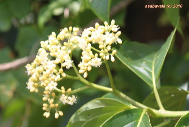 Bio-diversity of Goa: Plants - Scenary