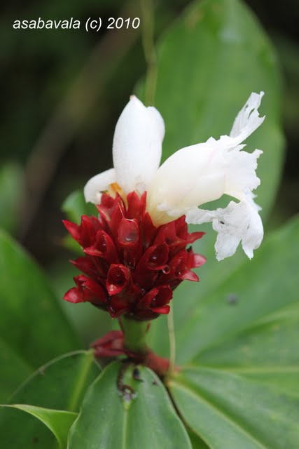 Bio-diversity of Goa: Plants - Scenary