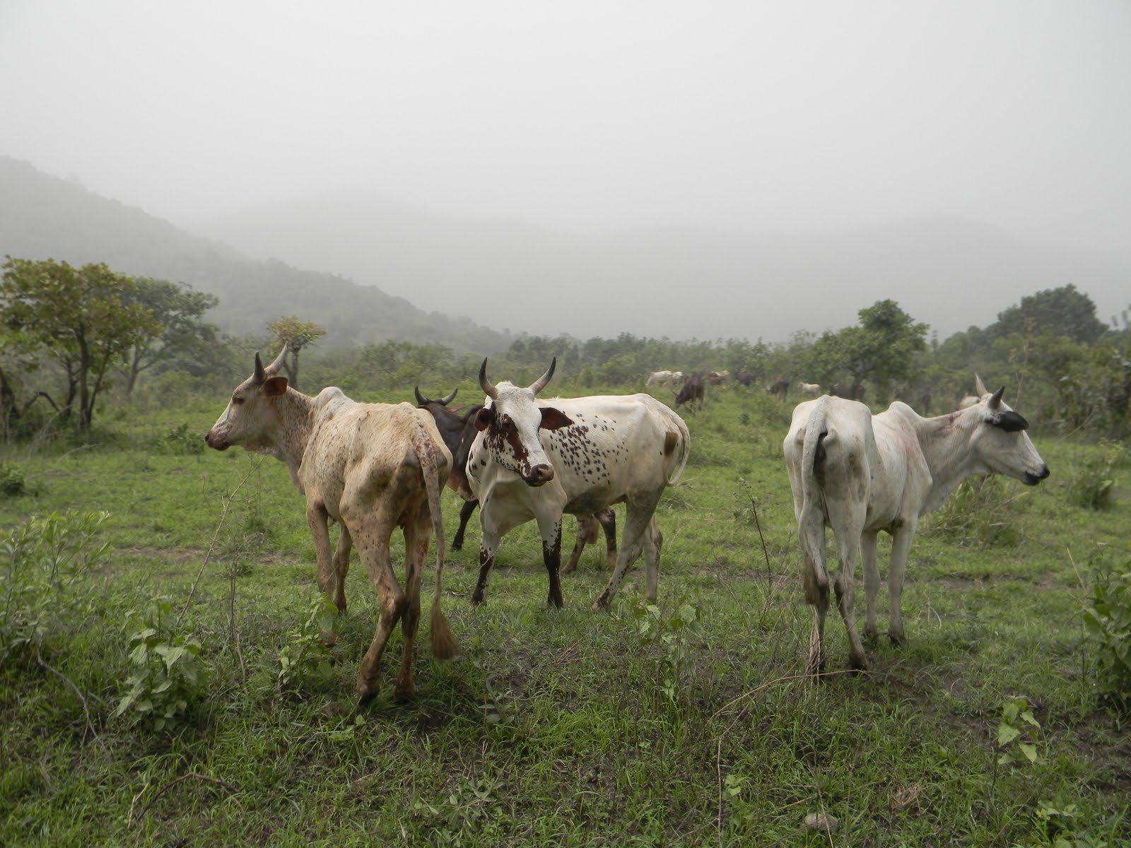 A Little Lamb's Thoughts: Some commonly seen animals of Cameroon