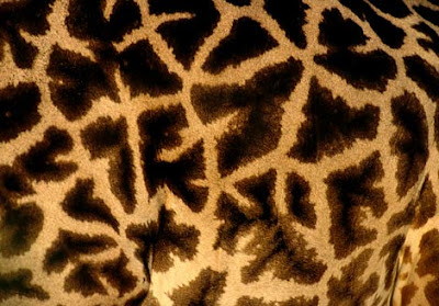 solitary dog sculptor: NG National Geographic. Patterns in Nature ...