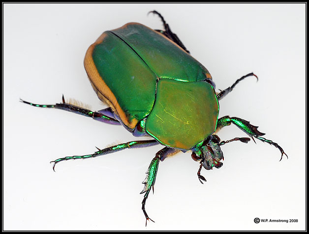 What are these big flying bugs? - Los Angeles - California (CA) - Page ...