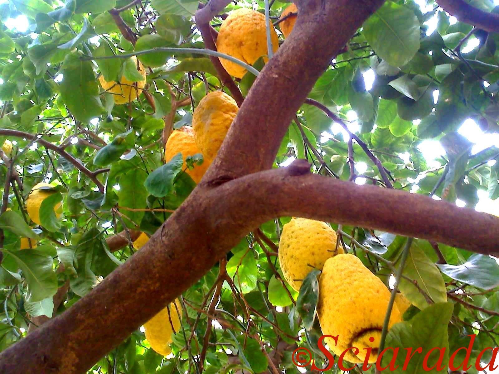 Anima Mundi: L'albero dei cedri