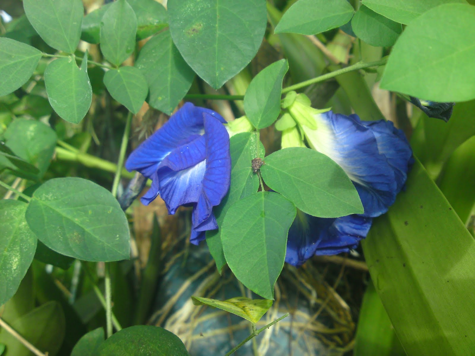 DARI DAPUR ORANG KAMPUNG: BUDU, BUNGA TELANG & PUCUK SERAI KAYU