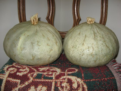 The Song of Home: Silver Bell Winter Squash