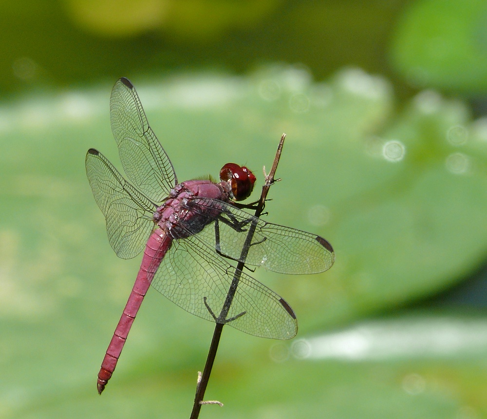 Terceiro Nutrição (:: A Libélula