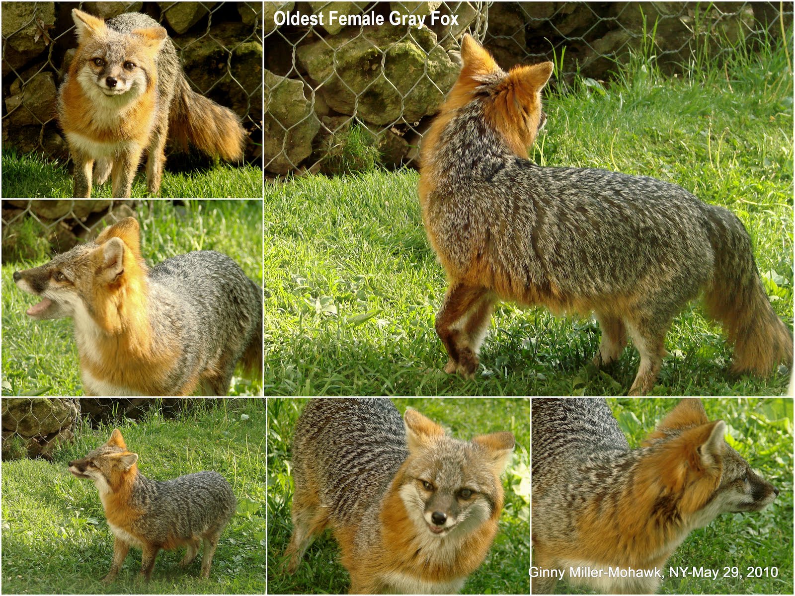 Photography By Ginny: May 29, 2010-White Admiral Butterfly-Fox-Coon Video