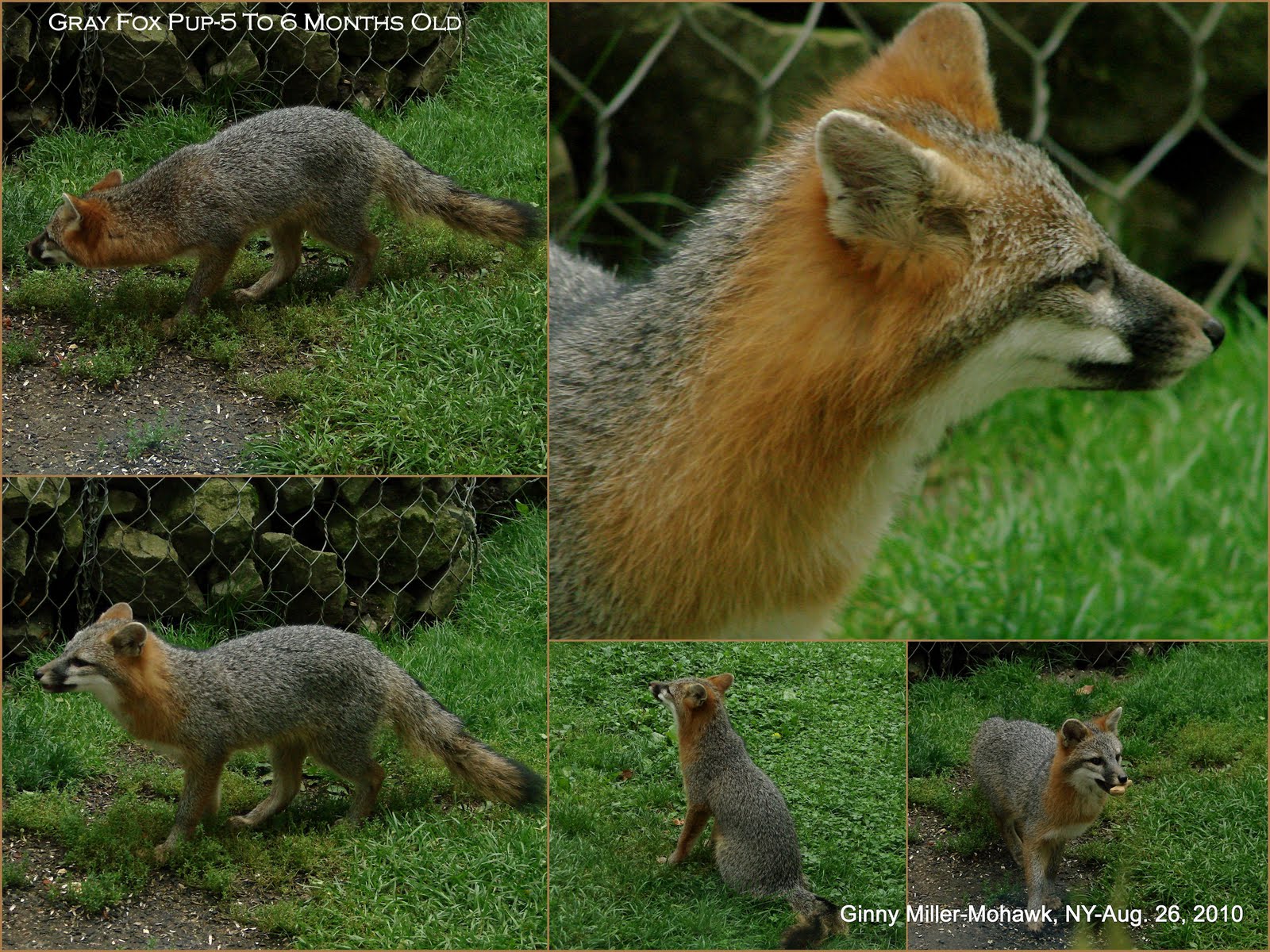Photography By Ginny: August 26, 2010-A Fox Pup And Chipmunk Praying..Ha