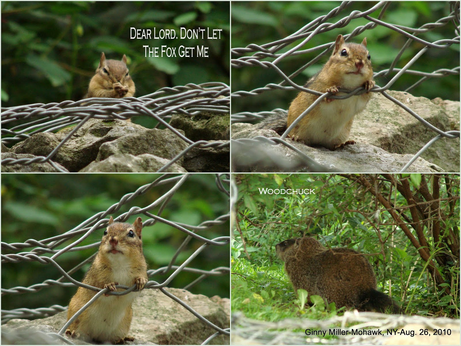 Photography By Ginny: August 26, 2010-A Fox Pup And Chipmunk Praying..Ha