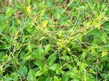 BIOLOGI: MORFOLOGI TUMBUHAN (AKAR DAN MODIFIKASI AKAR)