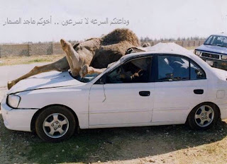 World's worst car accidents: Camel vs. Car