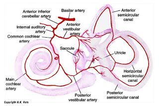 Vertigo and Dizziness.com: Vestibular Neuronitis and Labyrinthitis
